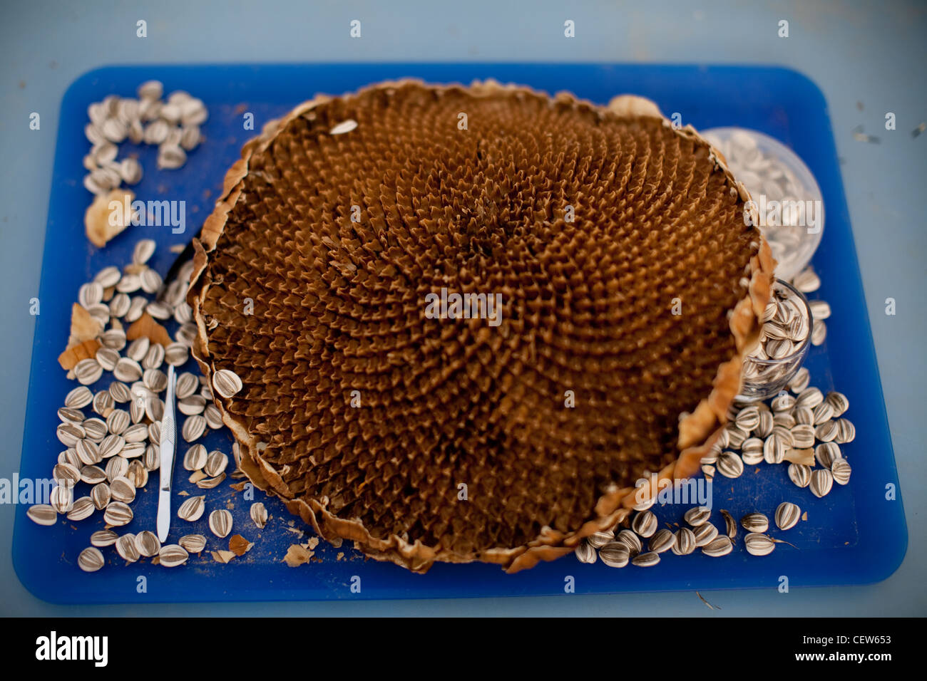 Classroom experiment plants hi-res stock photography and images - Alamy