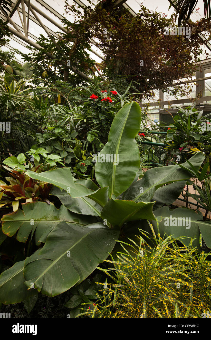 UK, Wales, Swansea, Plantasia indoor tropical garden Stock Photo - Alamy