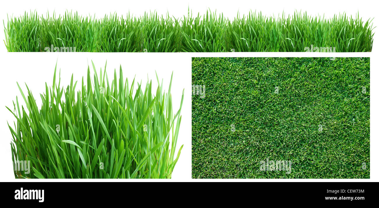 Spring green grass. Top view, side, and panoramic. On a white ...