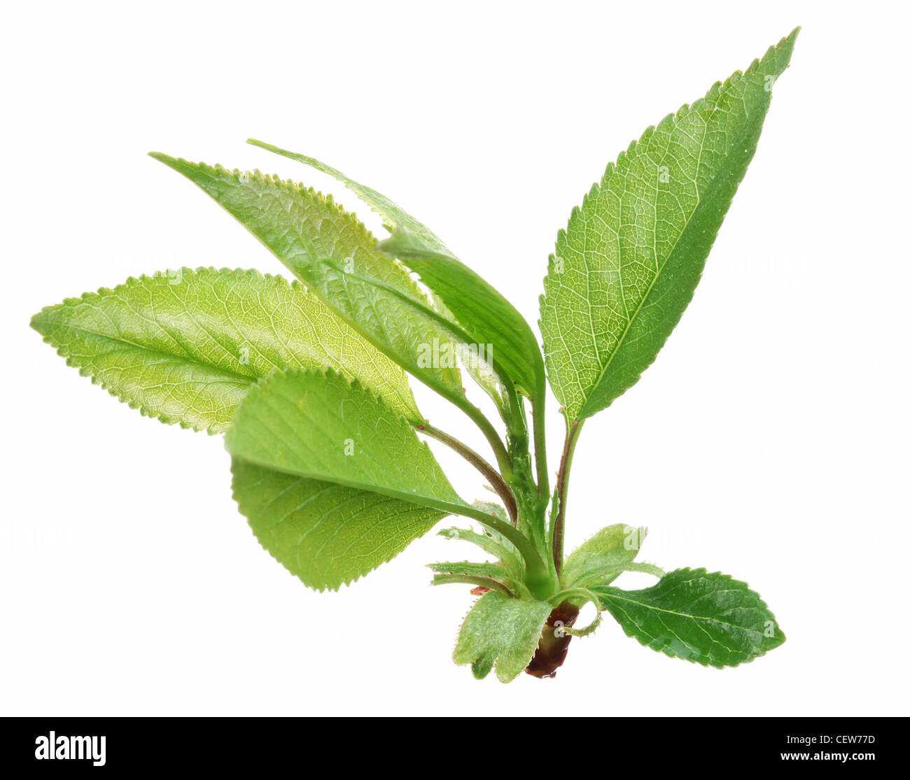 Gentle spring leaves on a white background Stock Photo - Alamy