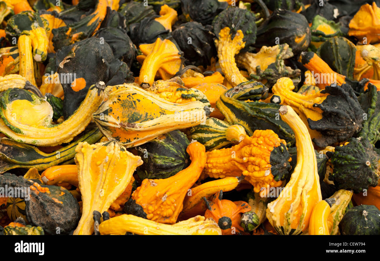 Decorative gourds hi-res stock photography and images - Alamy