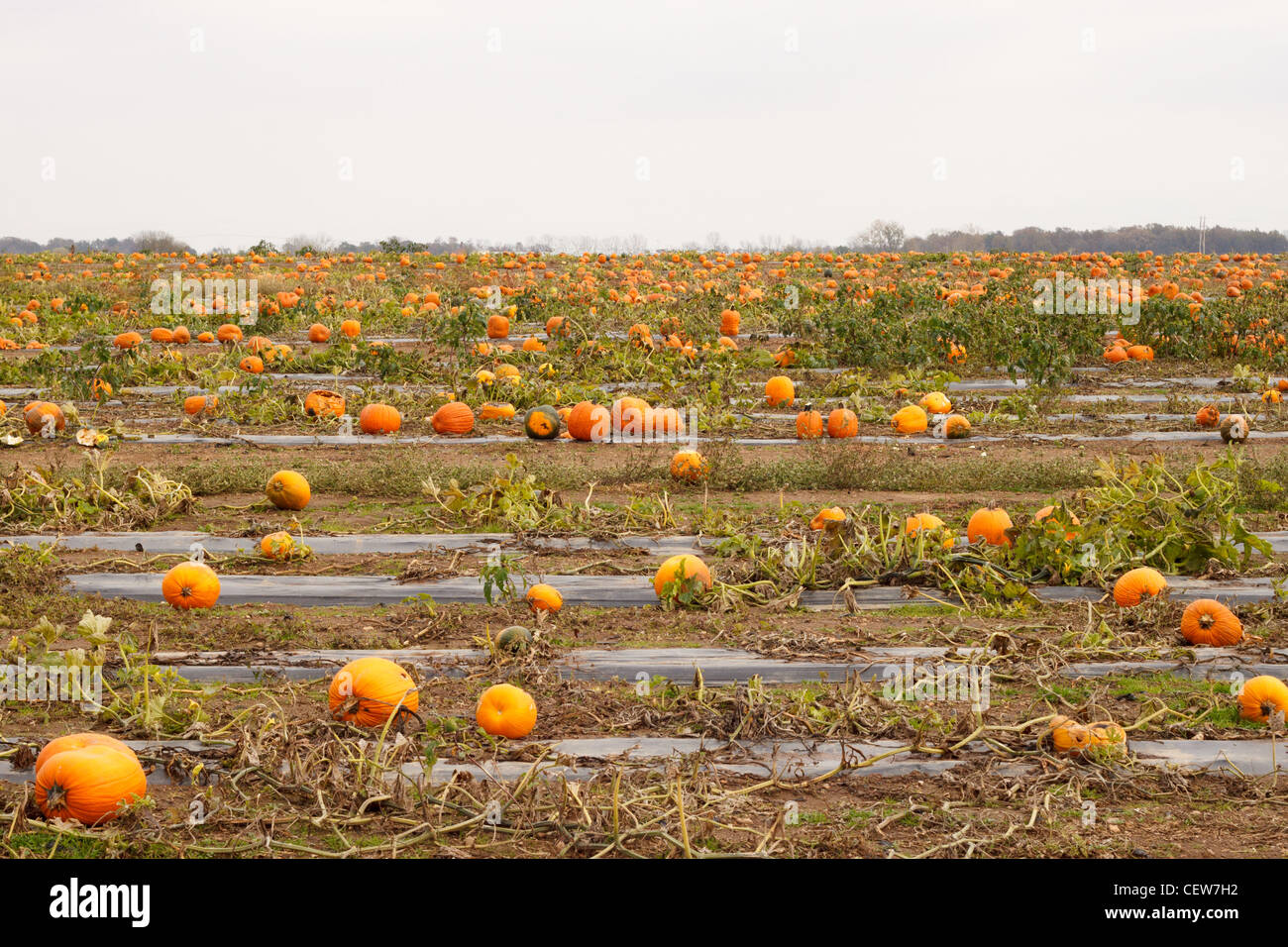 Large pumpkin patch stretching across many acres Stock Photo - Alamy