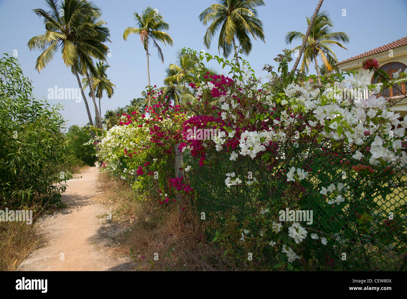 Bougainvillea growing in Goa India Stock Photo - Alamy
