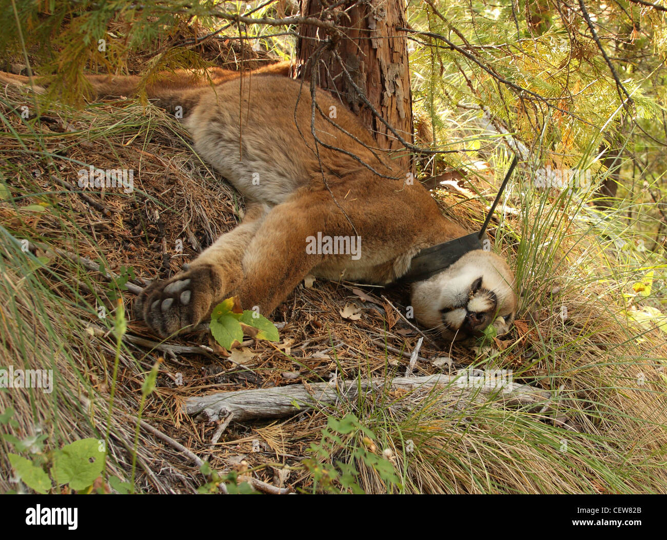 Dead lion hi-res stock photography and images - Alamy