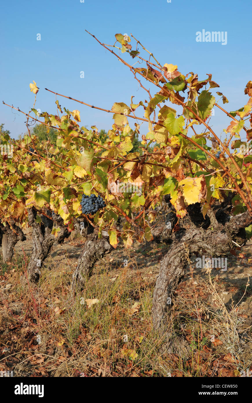 An autumnal view of vines growing in a vineyard at Vaison-la-Romaine ...