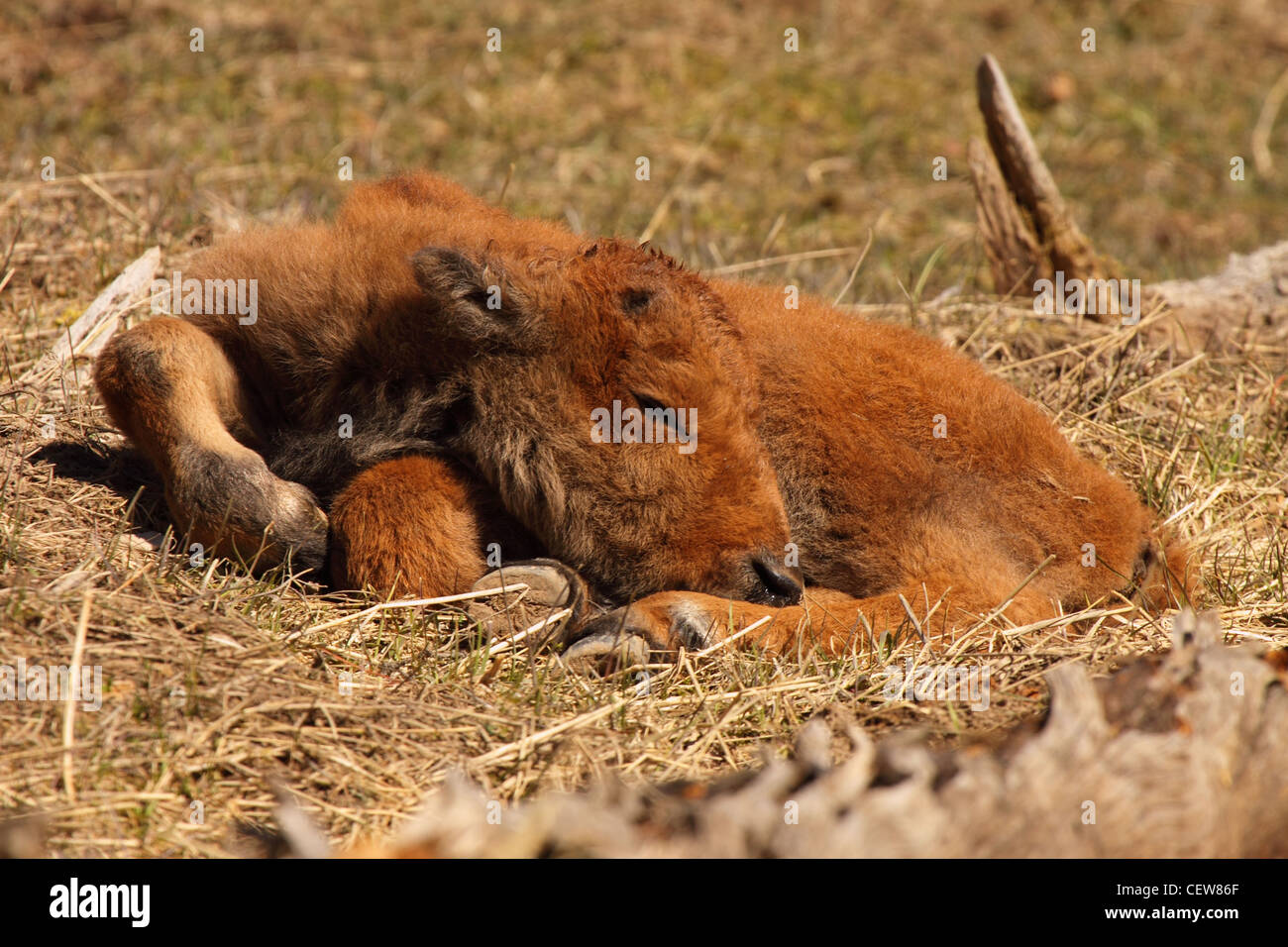 An American Bison calf curled up and sleeping Stock Photo - Alamy