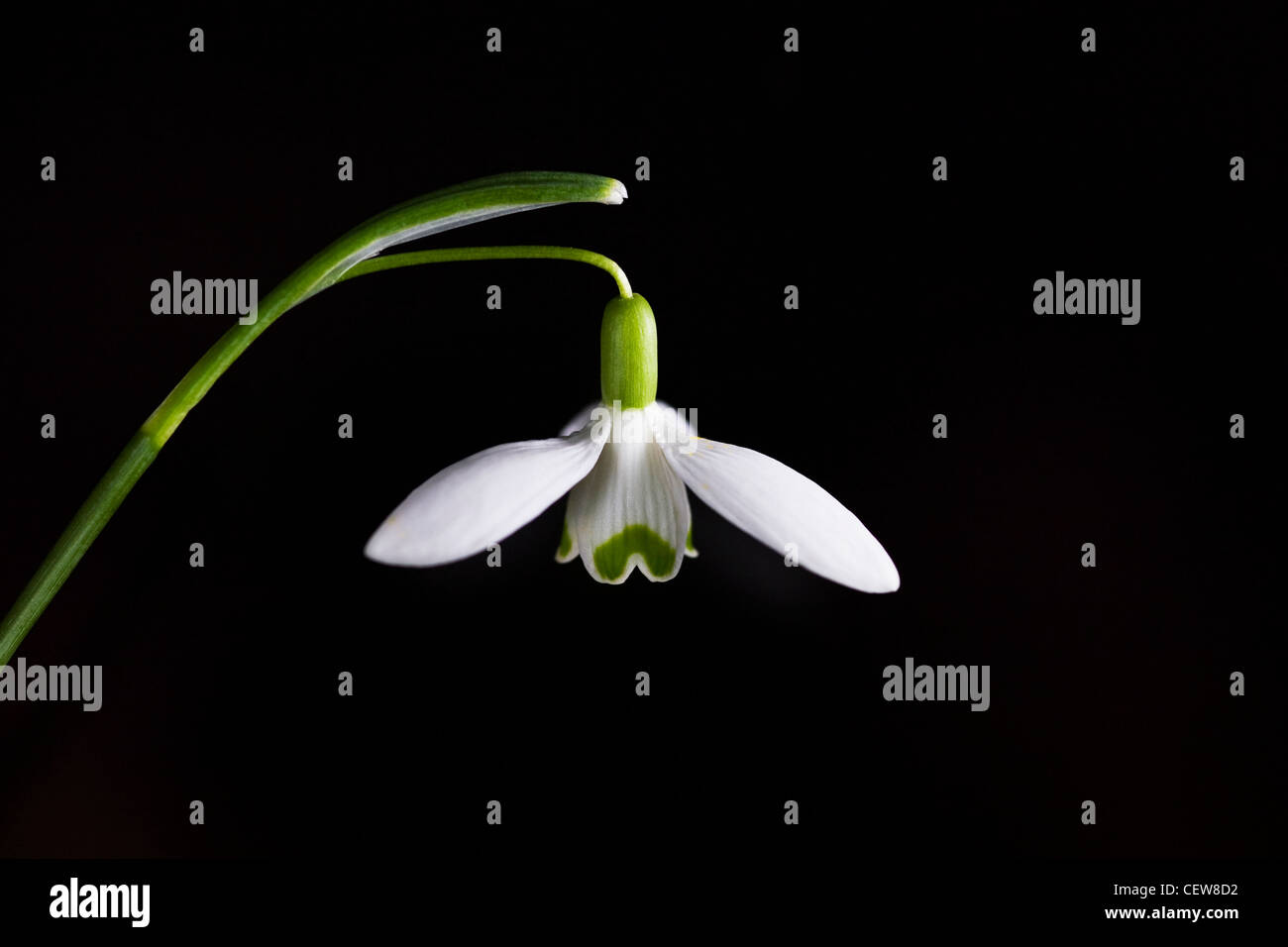 Galanthus nivalis. Single snowdrop against a black background Stock ...