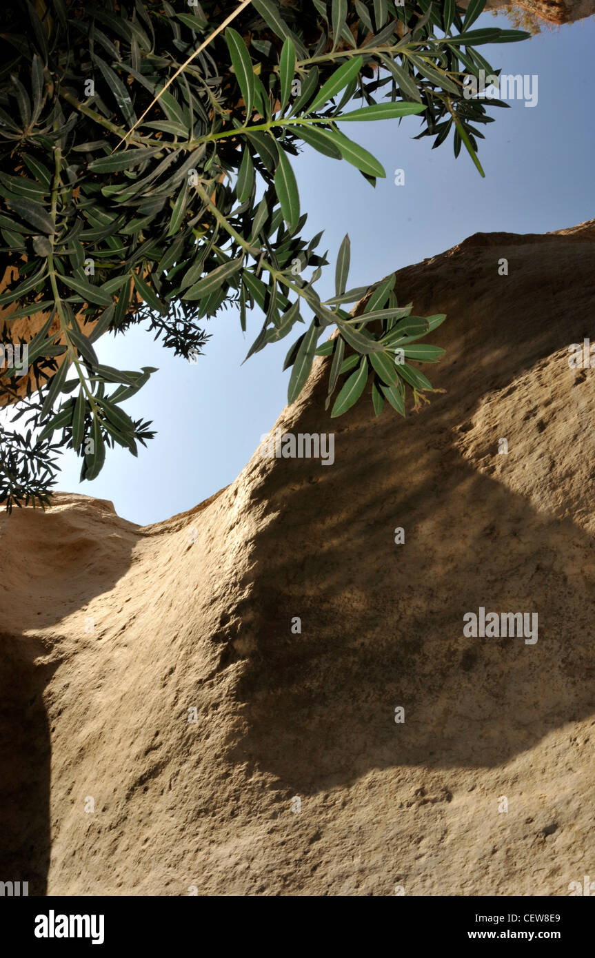 Desert scene of smooth limestone canyon wall Stock Photo - Alamy