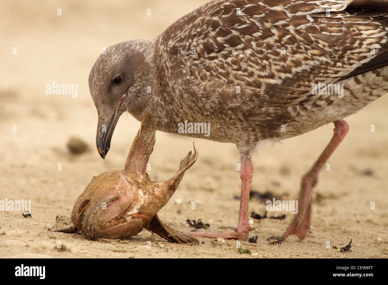 Seagull eating fish head on beach hi-res stock photography and images ...