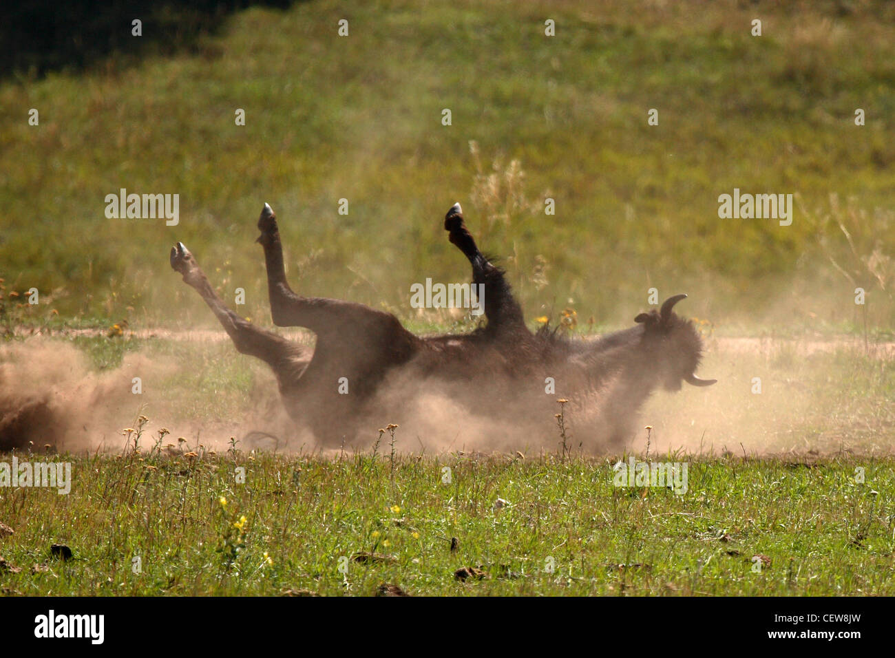 Bull dust hi-res stock photography and images - Alamy