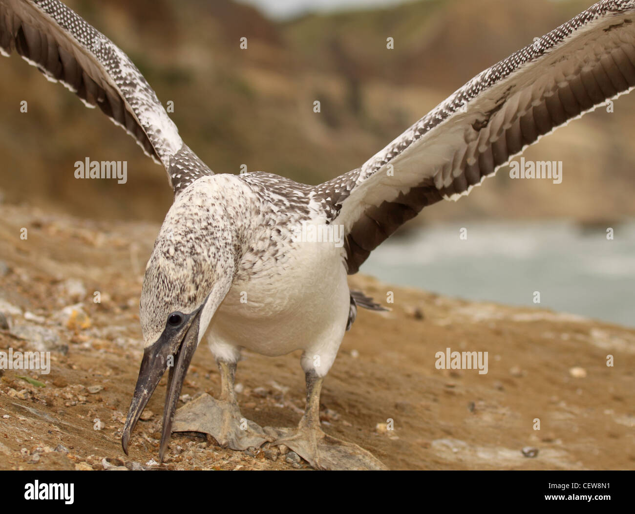 A juvenile Australasian Gannet leaning down for a bite to eat Stock ...