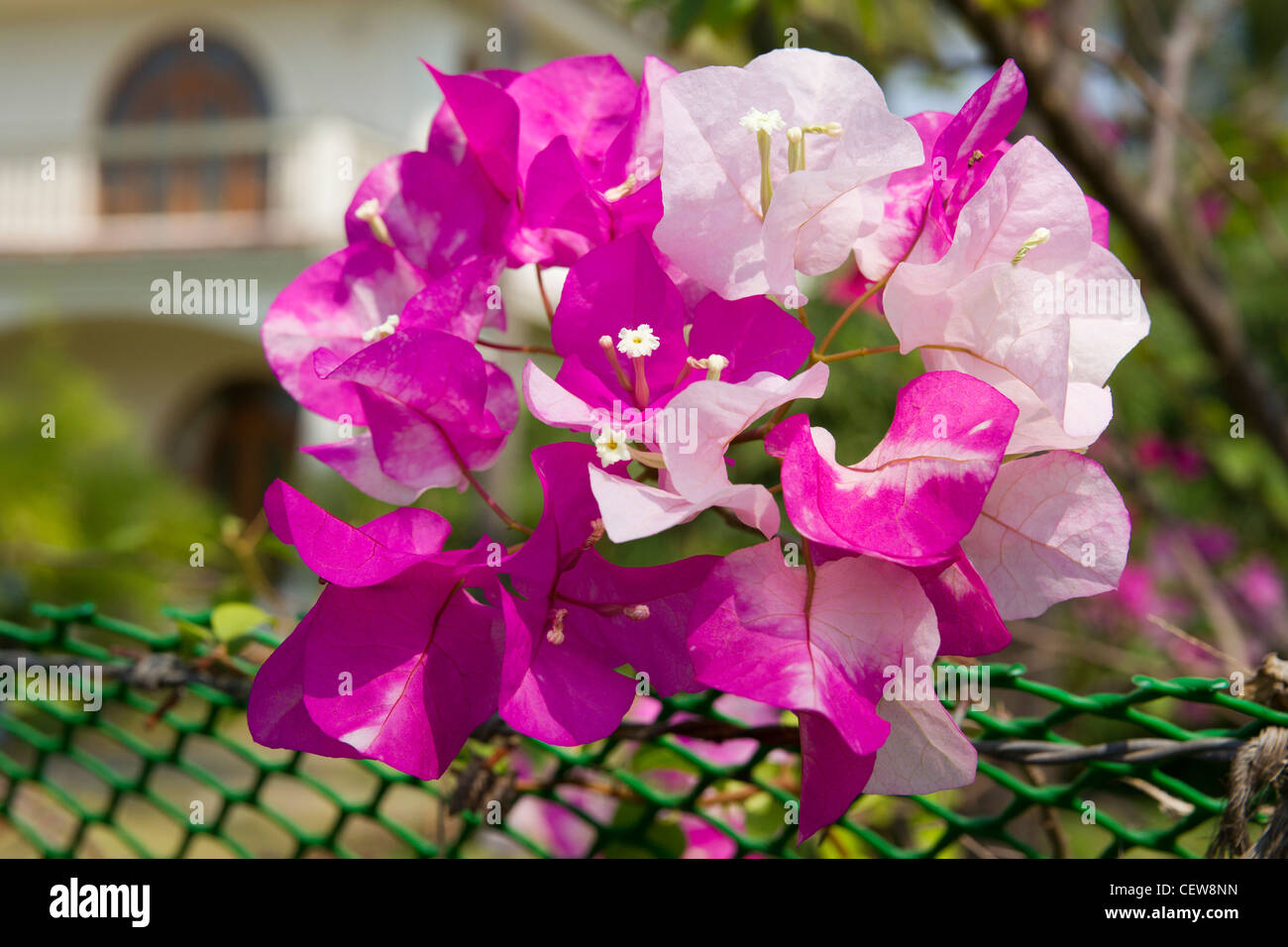 Bougainvillea india hi-res stock photography and images - Alamy