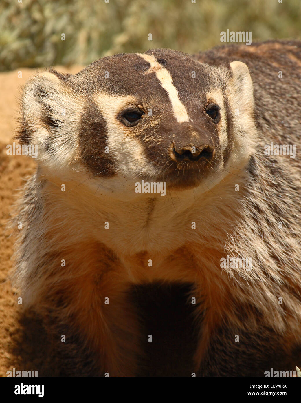 Badger in contemplation Stock Photo - Alamy