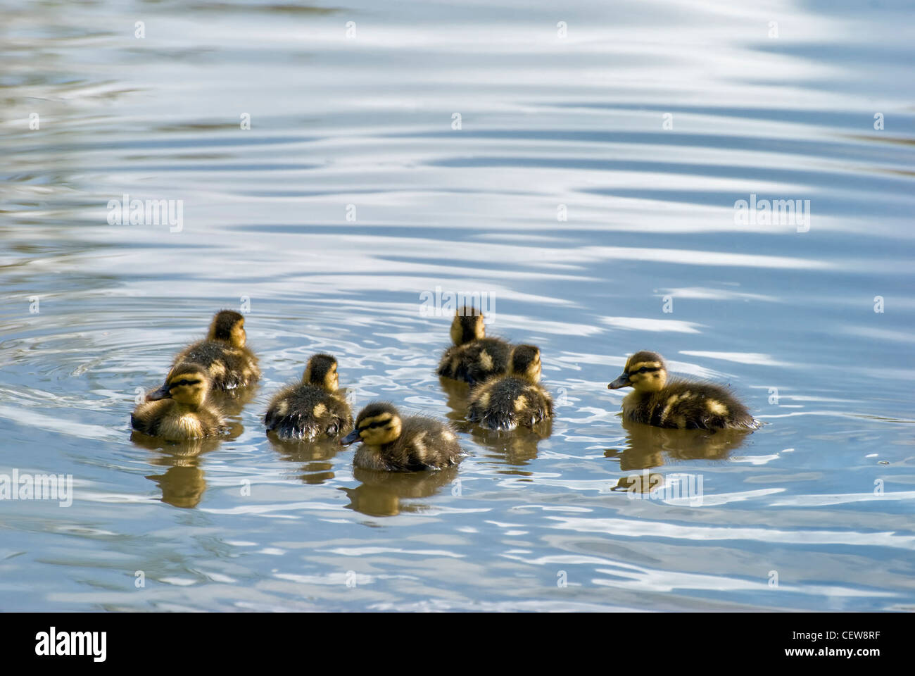 Group of seven mallard ducklings swimming in pond in Barrs Court ...