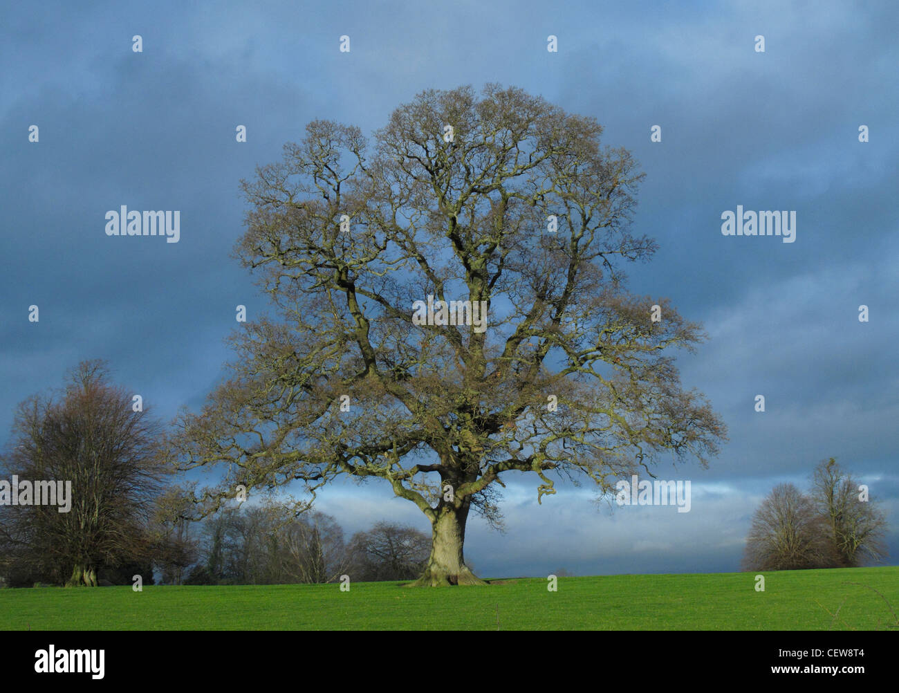 English Oak tree Quercus robur in winter Woolverton Somerset England UK ...