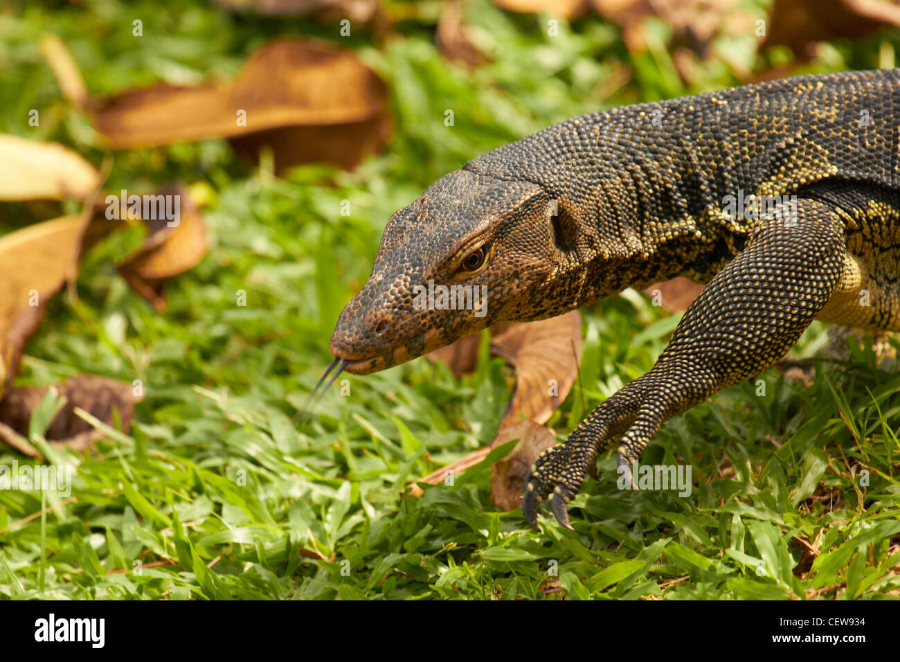 Green monitor lizard hi-res stock photography and images - Alamy