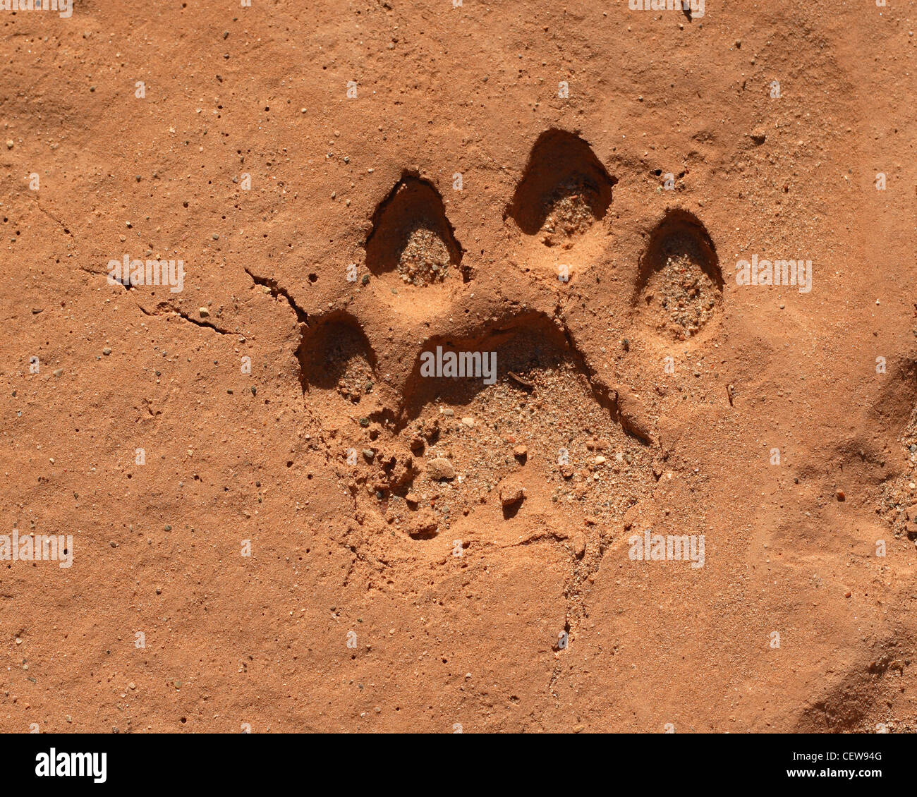 Cougar Tracks In Sand