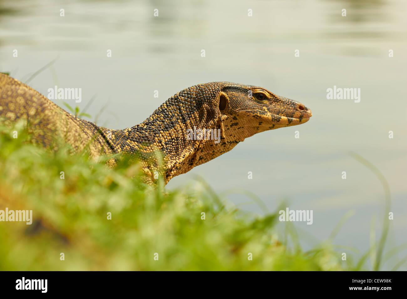 Closeup of monitor lizard on green grass beside pond - Varanus portrait ...