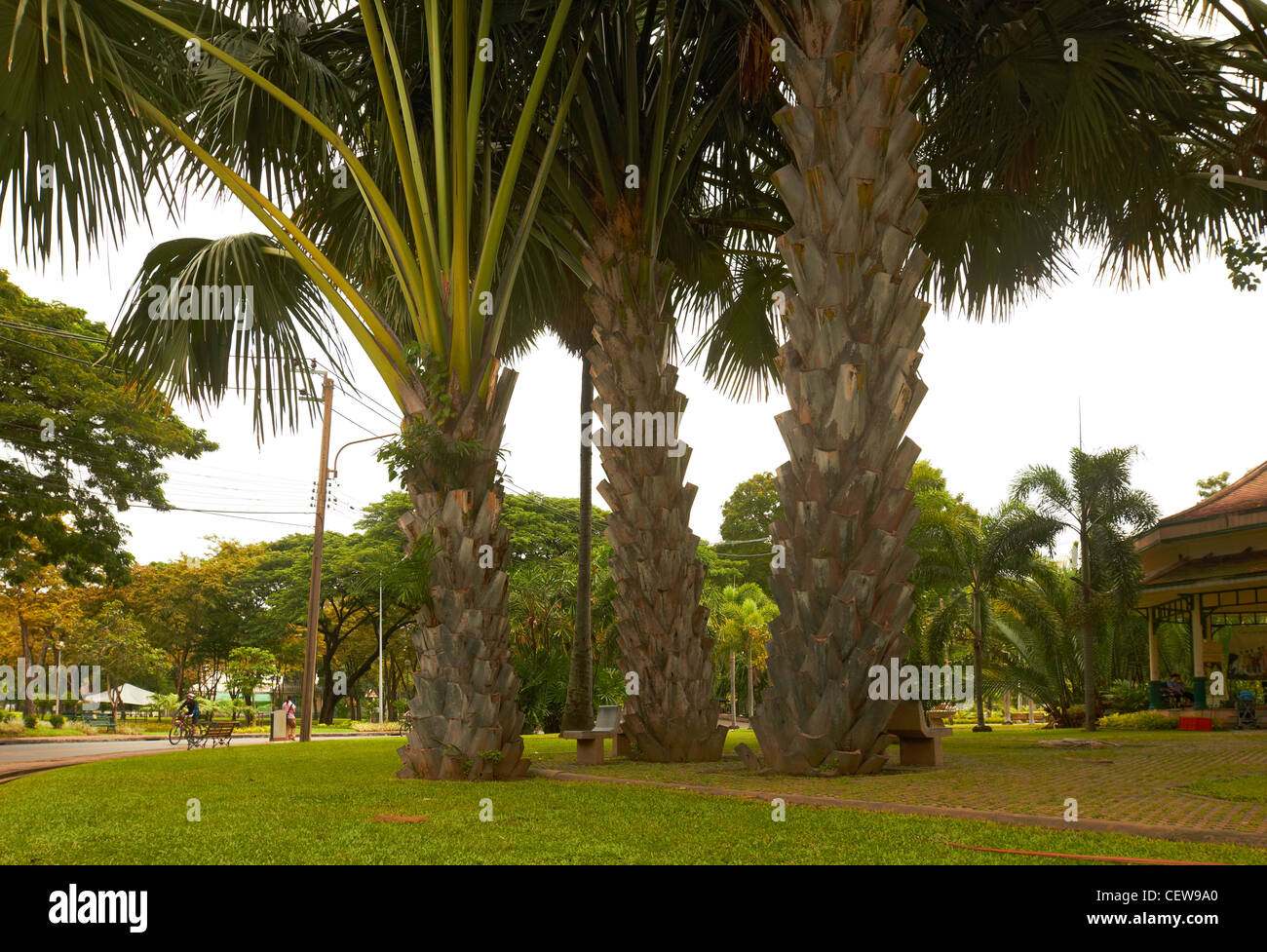 Tree thick trunk in tropical hi-res stock photography and images - Alamy