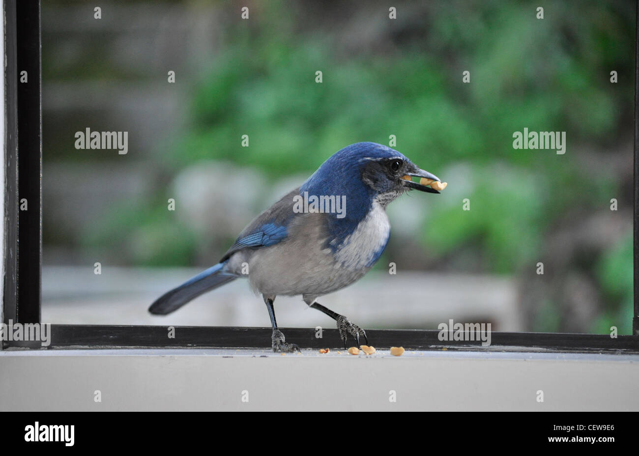 Scrub jay, Aphelocoma coerulescens, peanuts in bill at backyard window ...