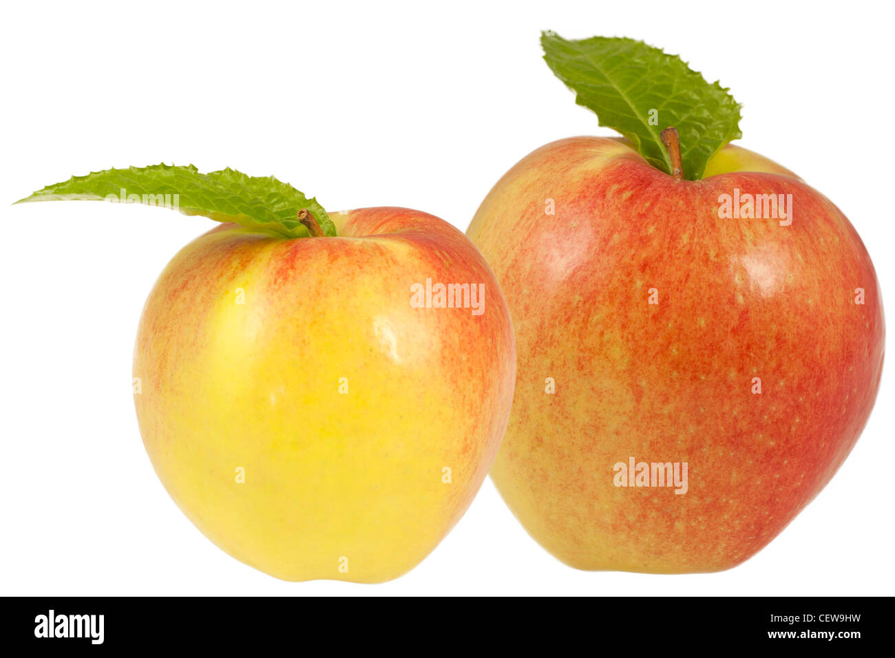 two apples - big and small isolated on white background Stock Photo - Alamy