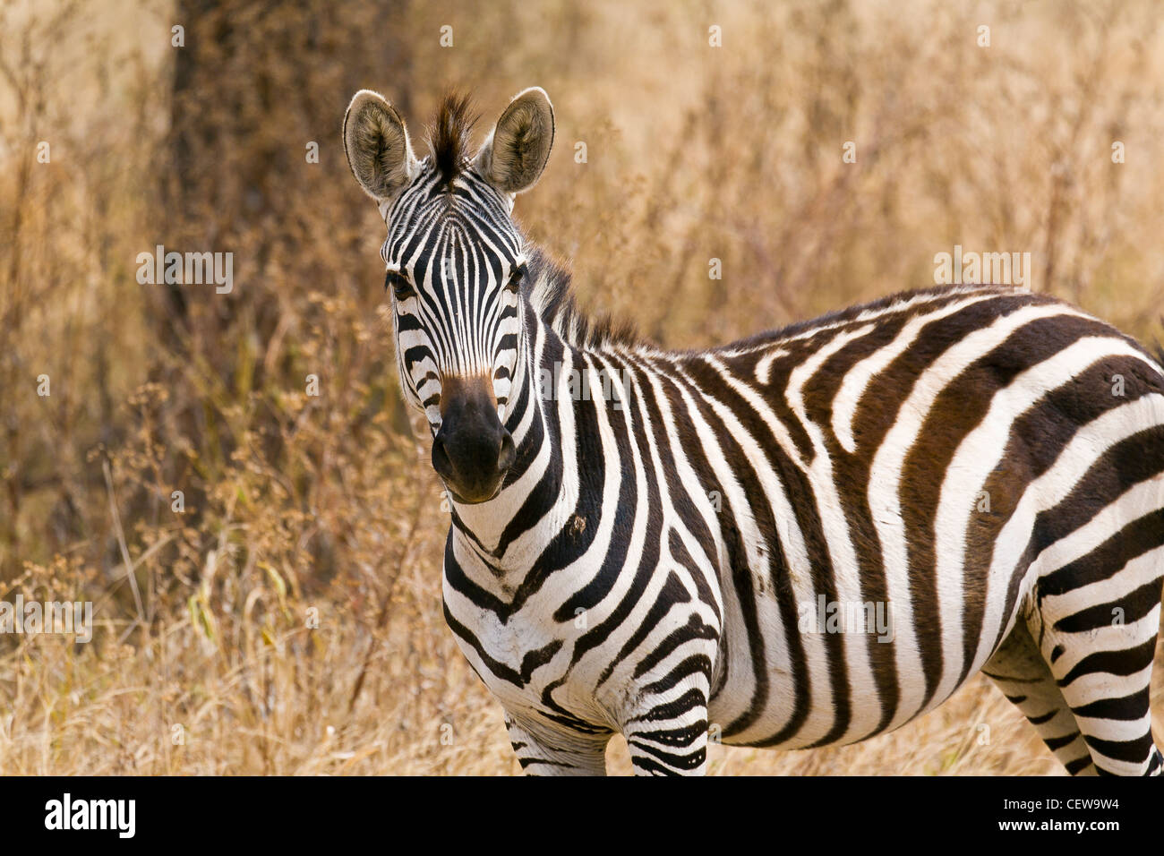 Zebra hippo hi-res stock photography and images - Alamy