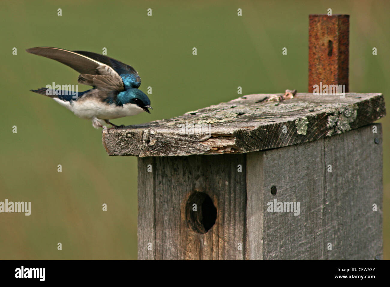A Tree Swallow landing safely at its nest Stock Photo - Alamy