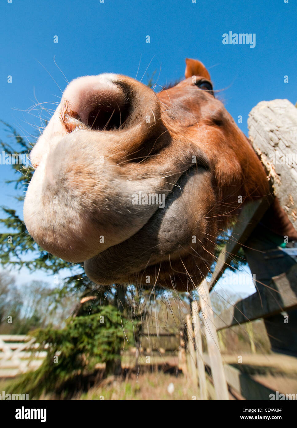Close up of a horse, taken with wide angle Stock Photo - Alamy