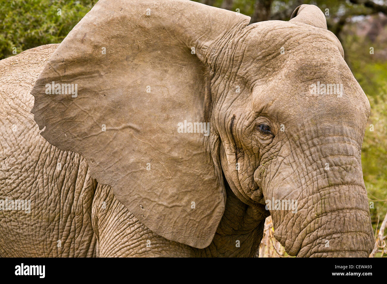 Elephant ear hi-res stock photography and images - Alamy
