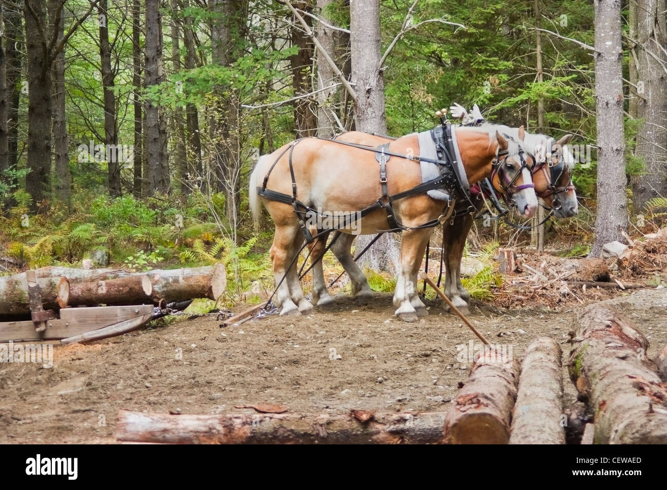 Logging horses hi-res stock photography and images - Alamy