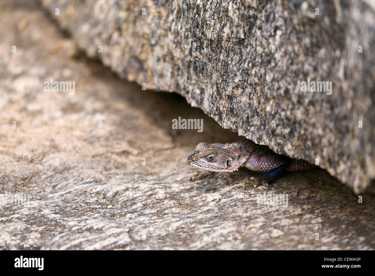 Agama lizard under a rock Stock Photo - Alamy