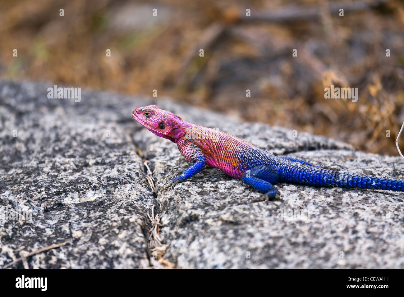 Superman lizard hi-res stock photography and images - Alamy