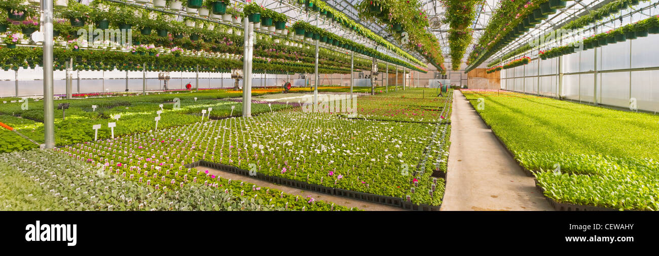Spring greenhouse full of colorful plants panorama Stock Photo - Alamy