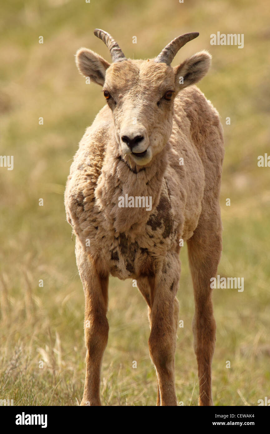 Bighorn Sheep lamb looking around Stock Photo - Alamy