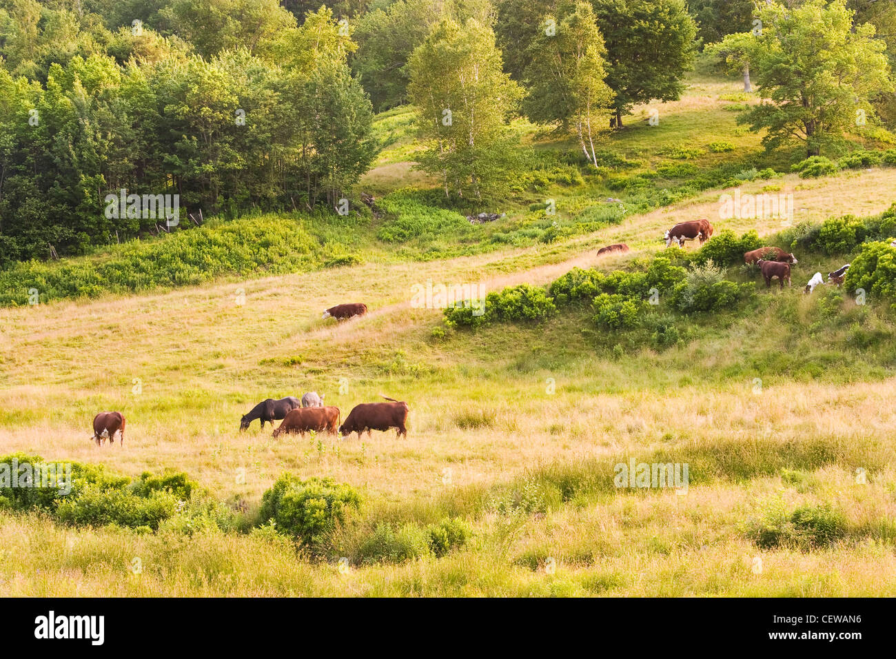 Maine agriculture domestic hi-res stock photography and images - Alamy