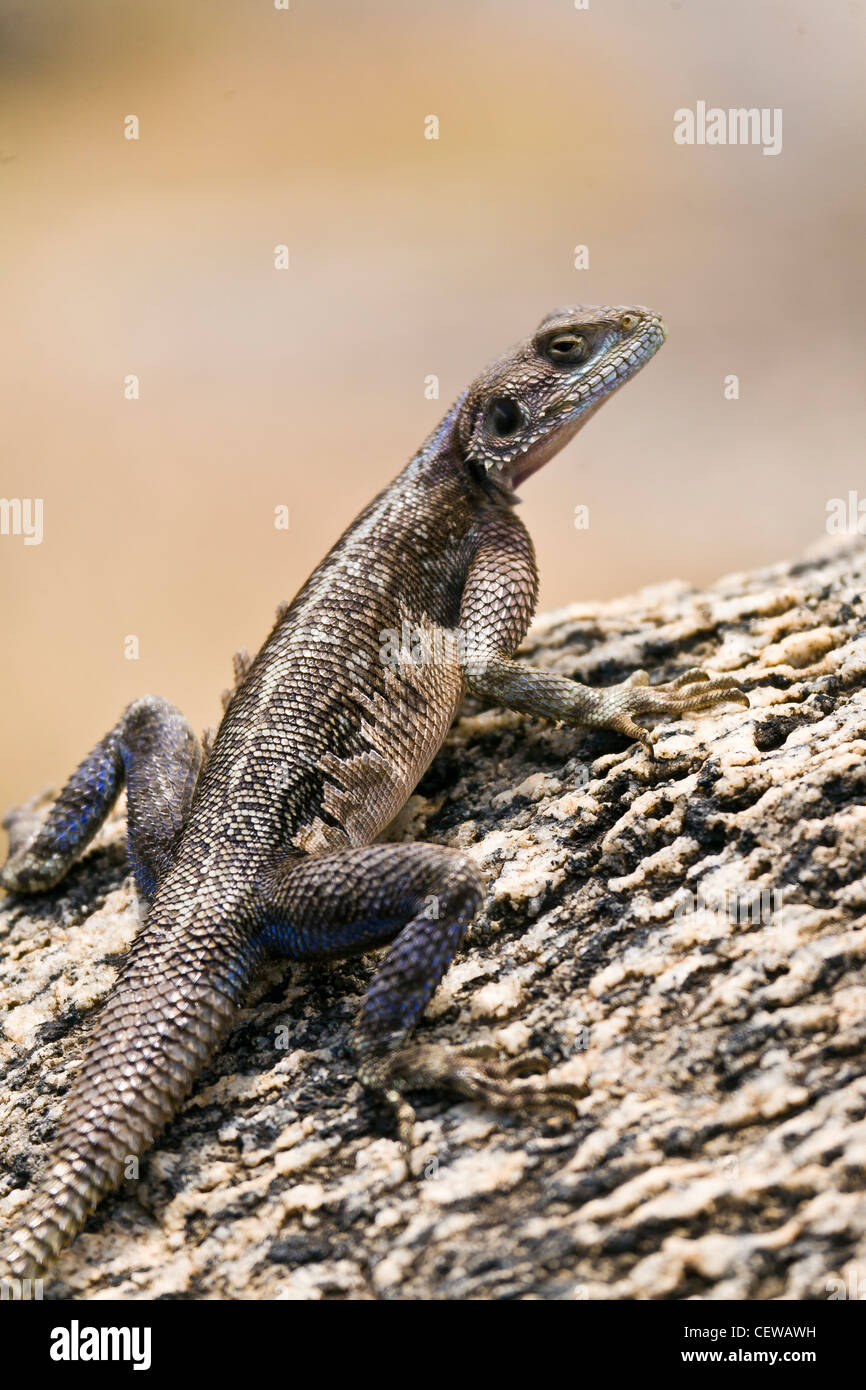 Sunning body hi-res stock photography and images - Alamy