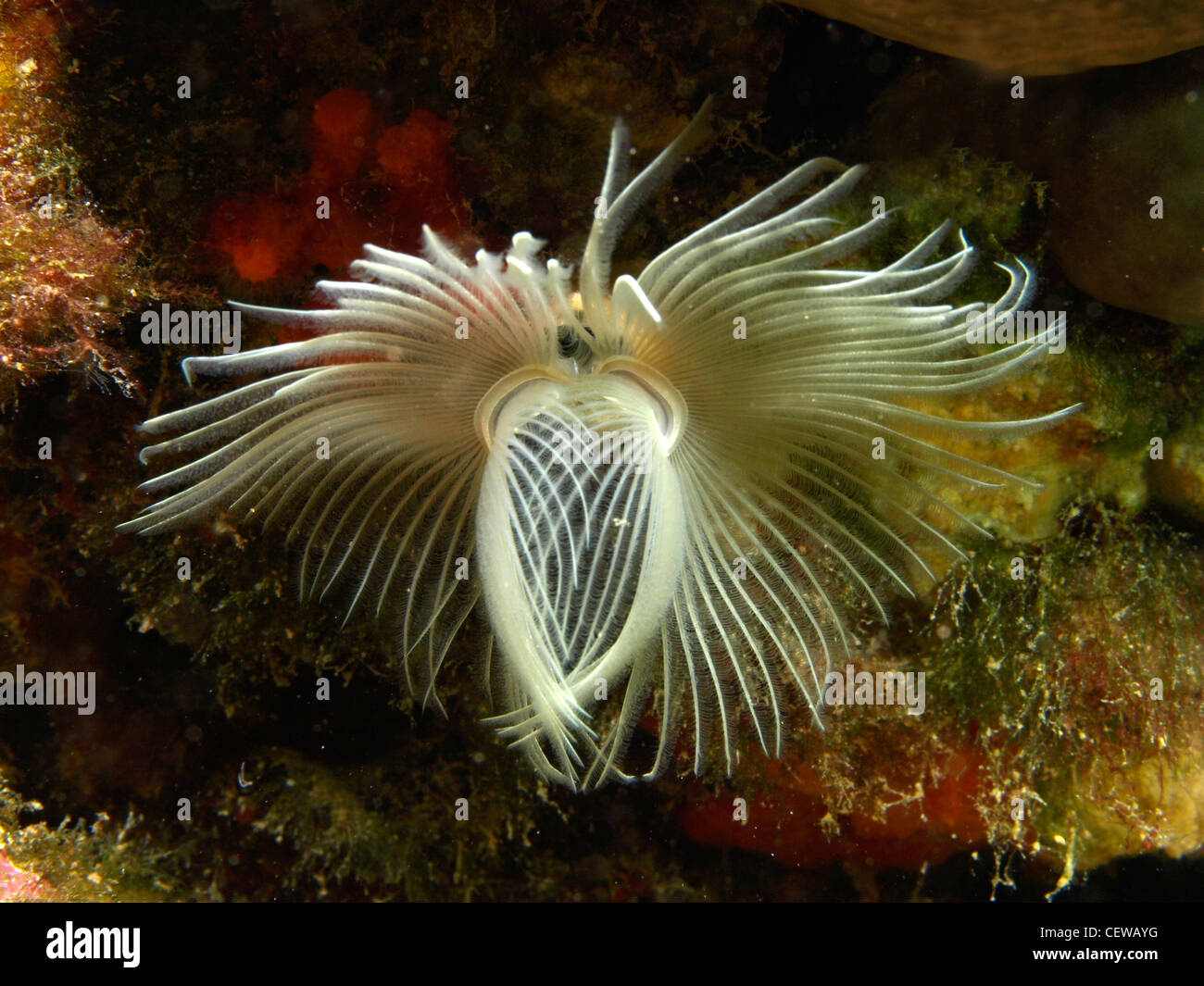 spirograph worm in the mediterranean sea Stock Photo - Alamy