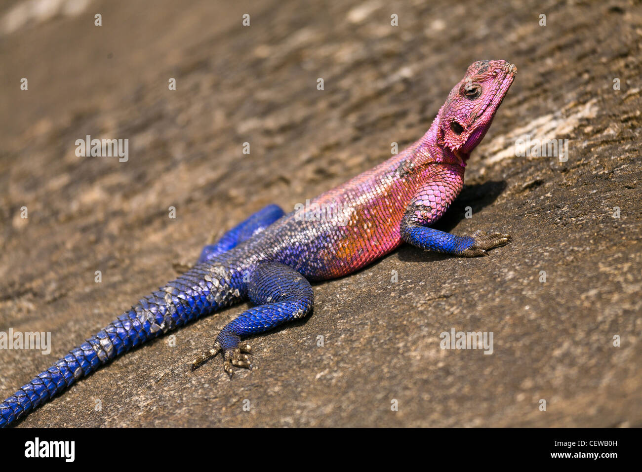 Red headed Agama lizard sunning on a rock Stock Photo - Alamy