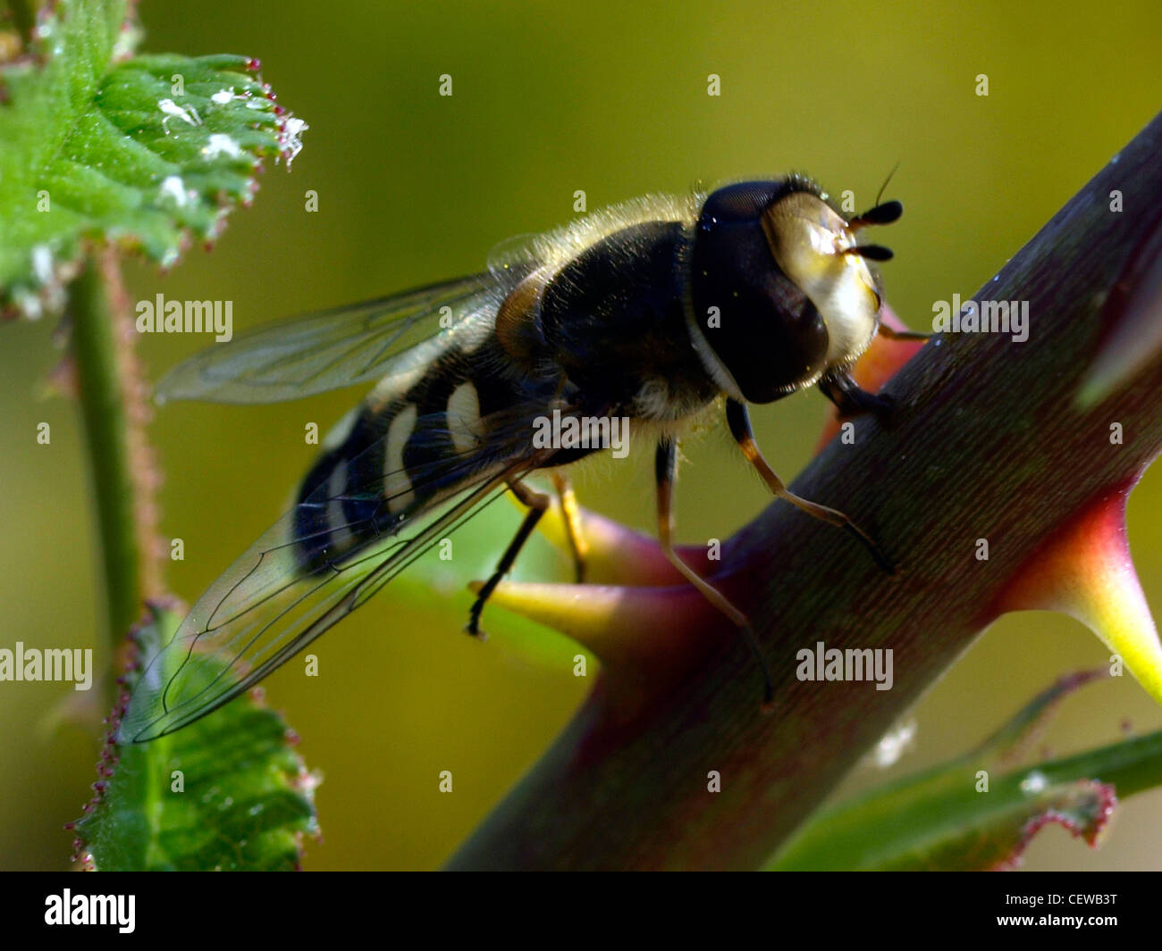 small flying insect on a rose bush Stock Photo - Alamy
