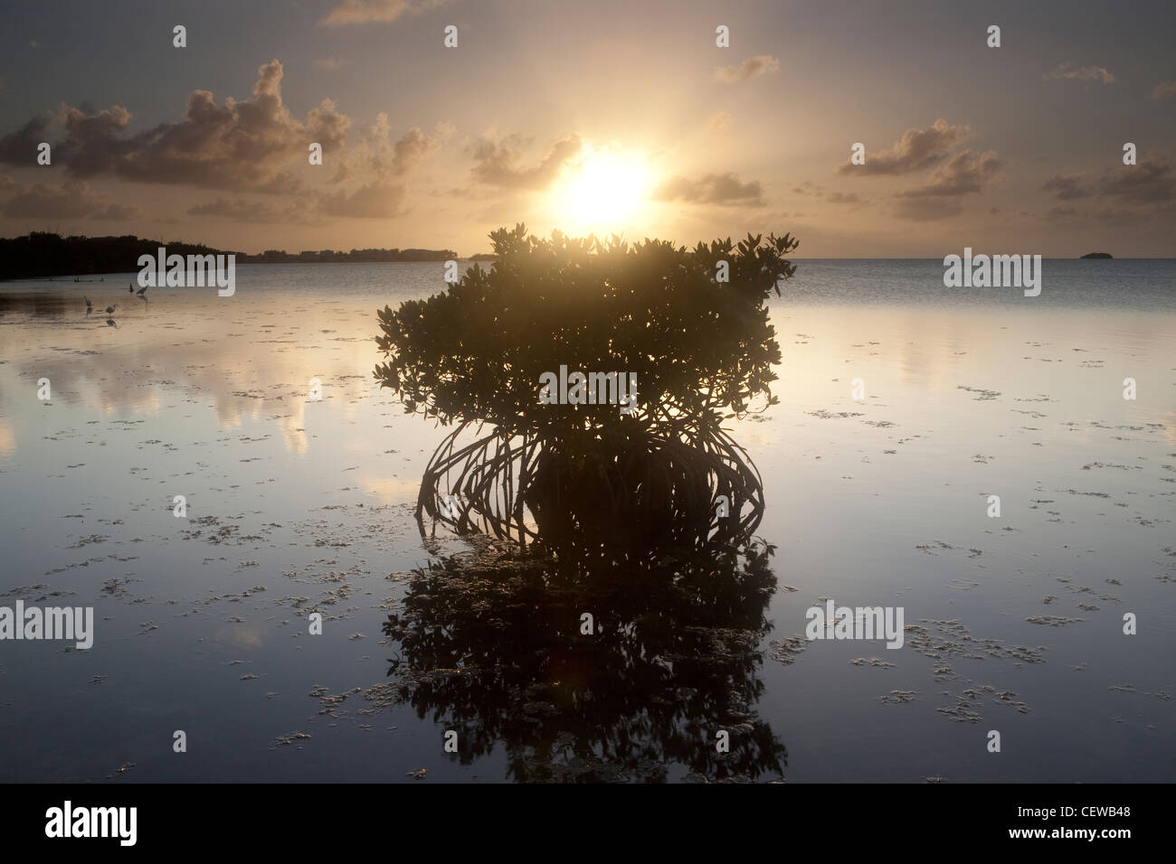 Sunset and mangrove tree at Key Largo, Florida, USA Stock Photo - Alamy