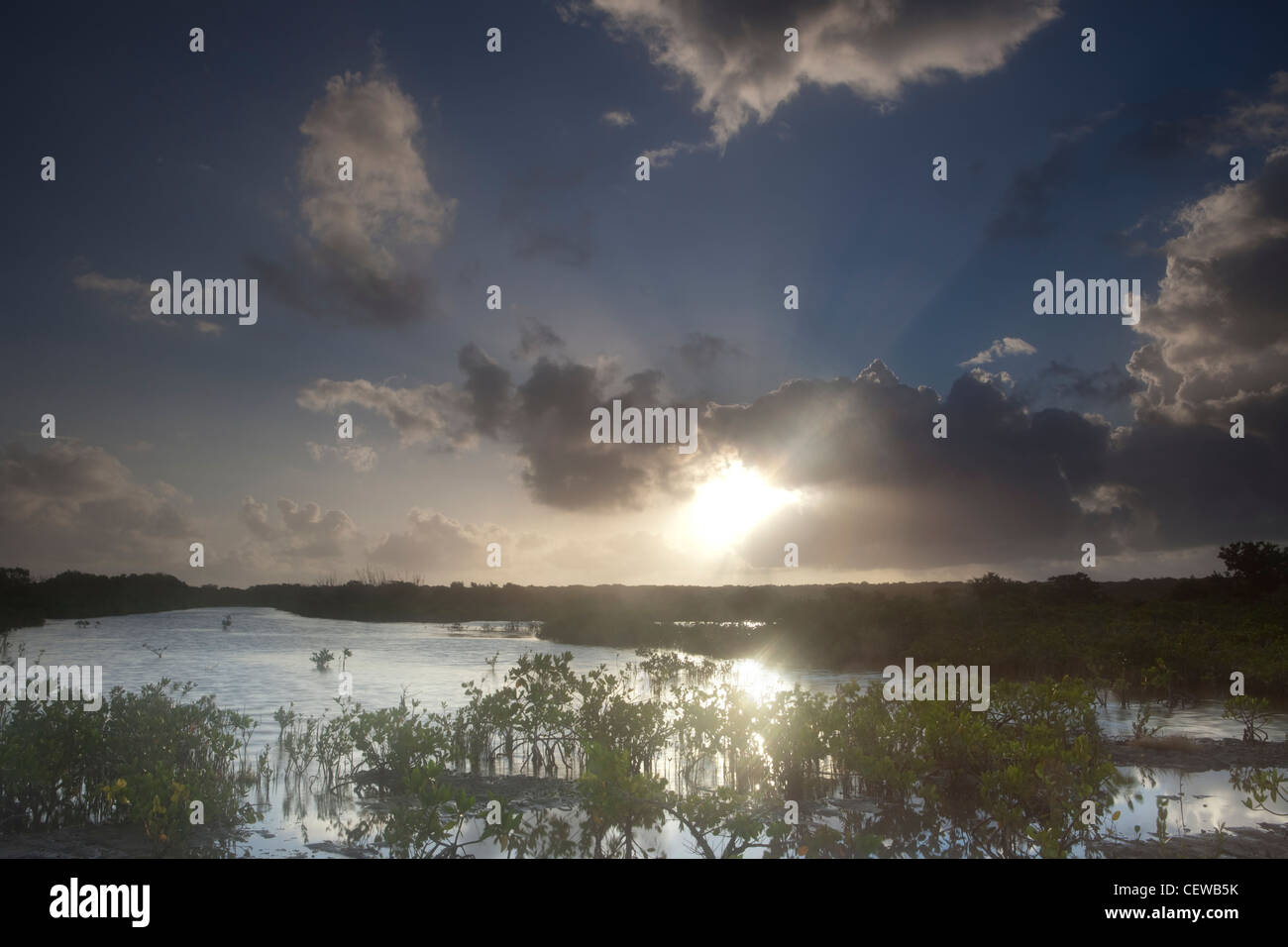 Sunrise and sunbeams with mangrove trees at Key Largo, Florida, USA ...