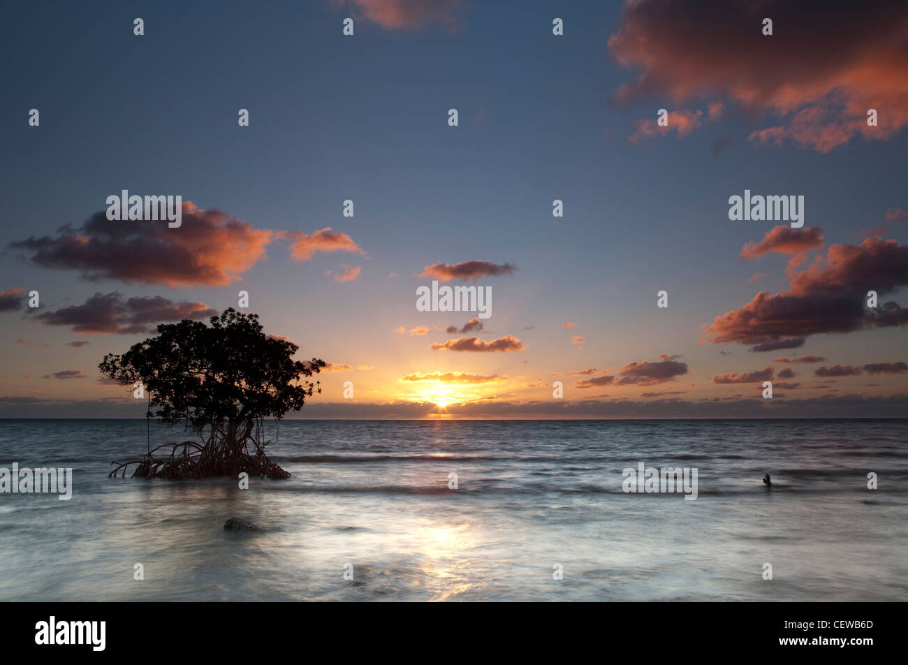 Mangrove trees at sunrise, Big Pine Key, Florida, USA Stock Photo - Alamy