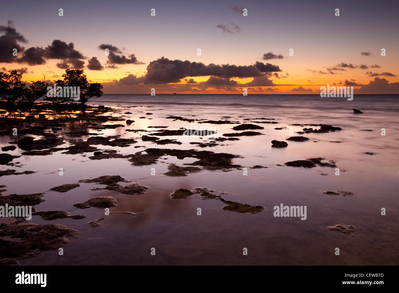 Mangrove trees florida hi-res stock photography and images - Alamy