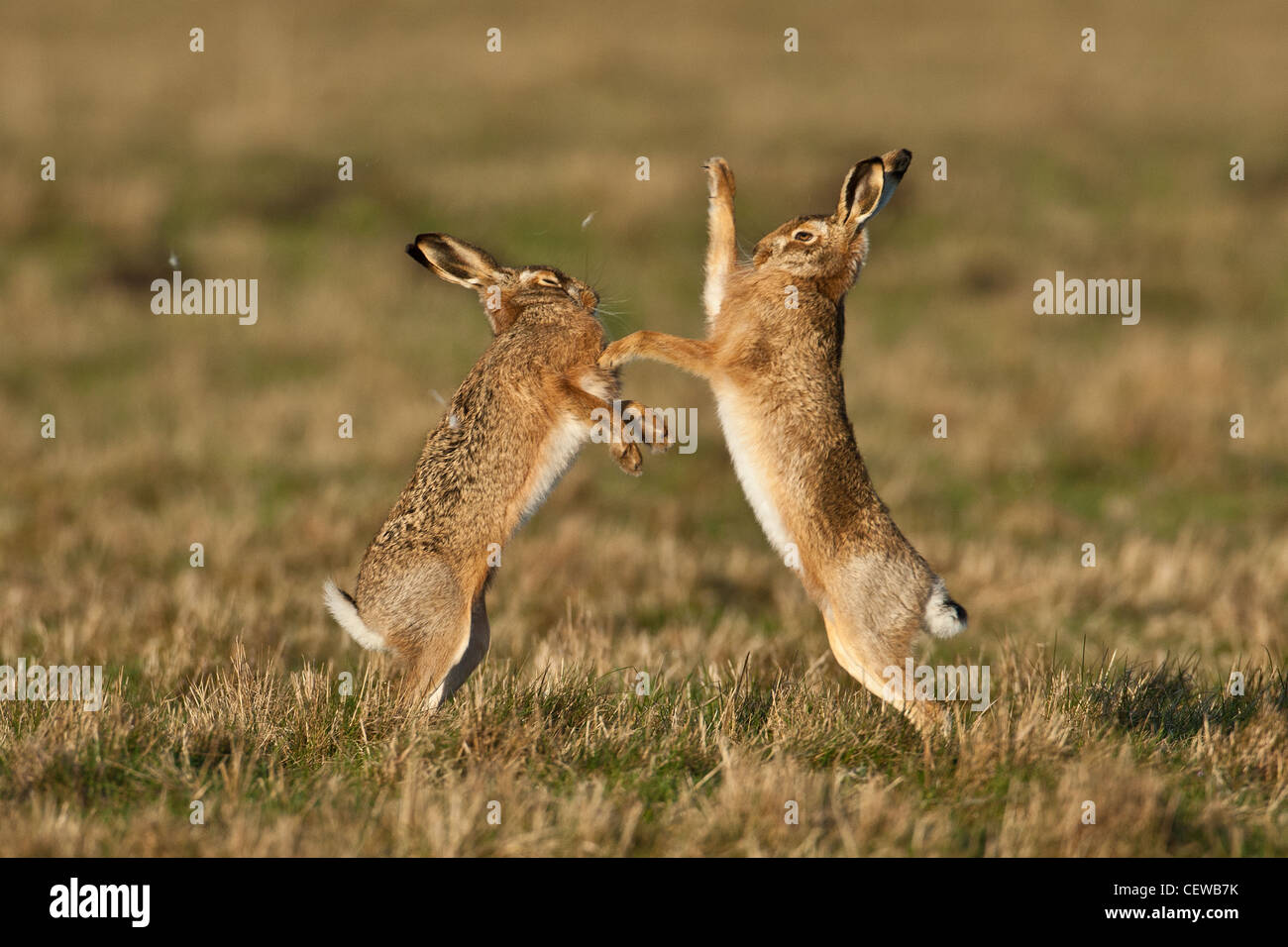 Hares