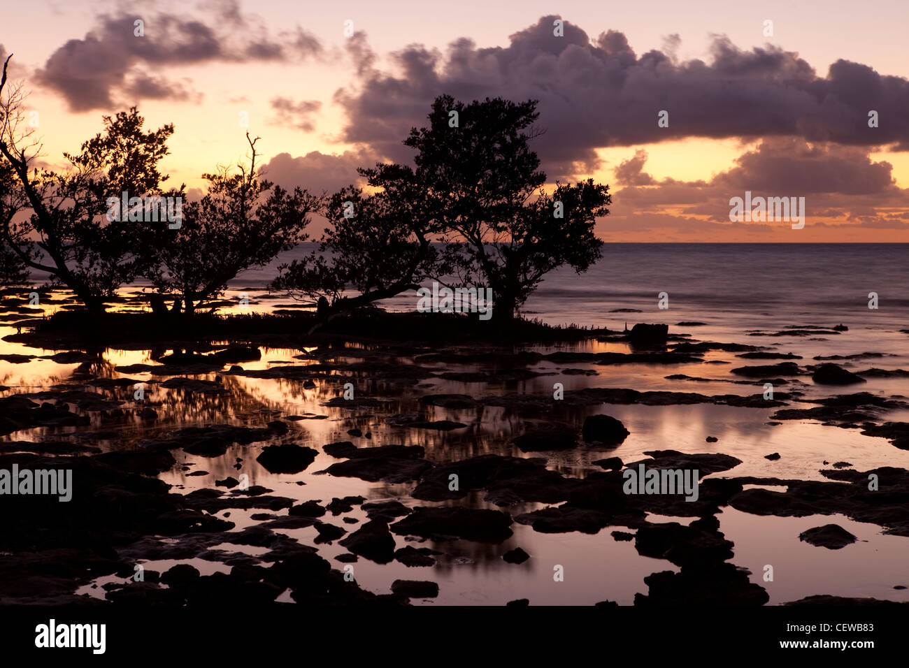 Dawn sunlight with mangrove trees at Bahia Honda Key, Florida, USA ...