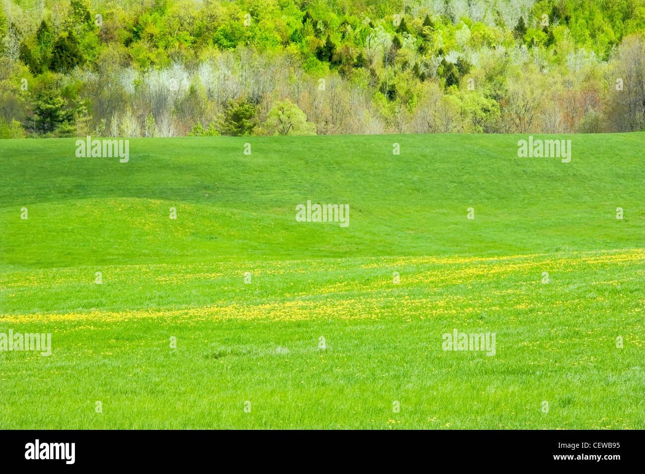 Spring farm field comes alive with color in Maine Stock Photo - Alamy