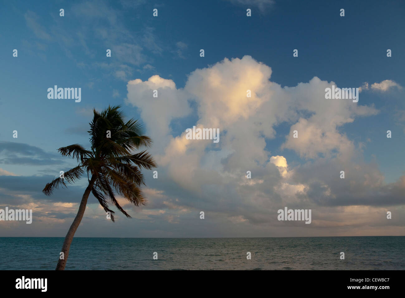 Palm tree and clouds at sunset at Key West, Florida, USA Stock Photo ...
