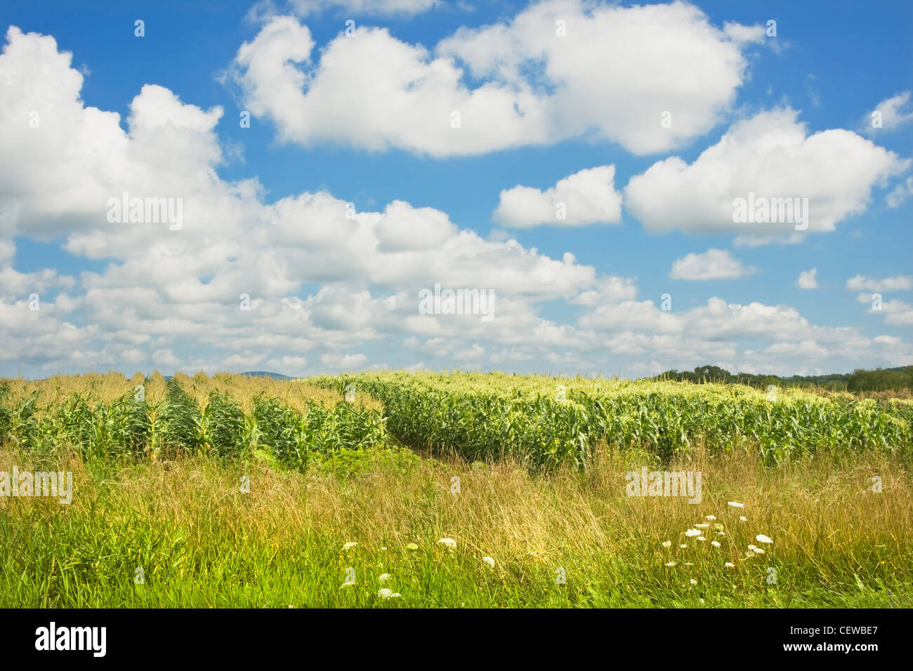 Maine corn field in summer with blue sky Stock Photo - Alamy