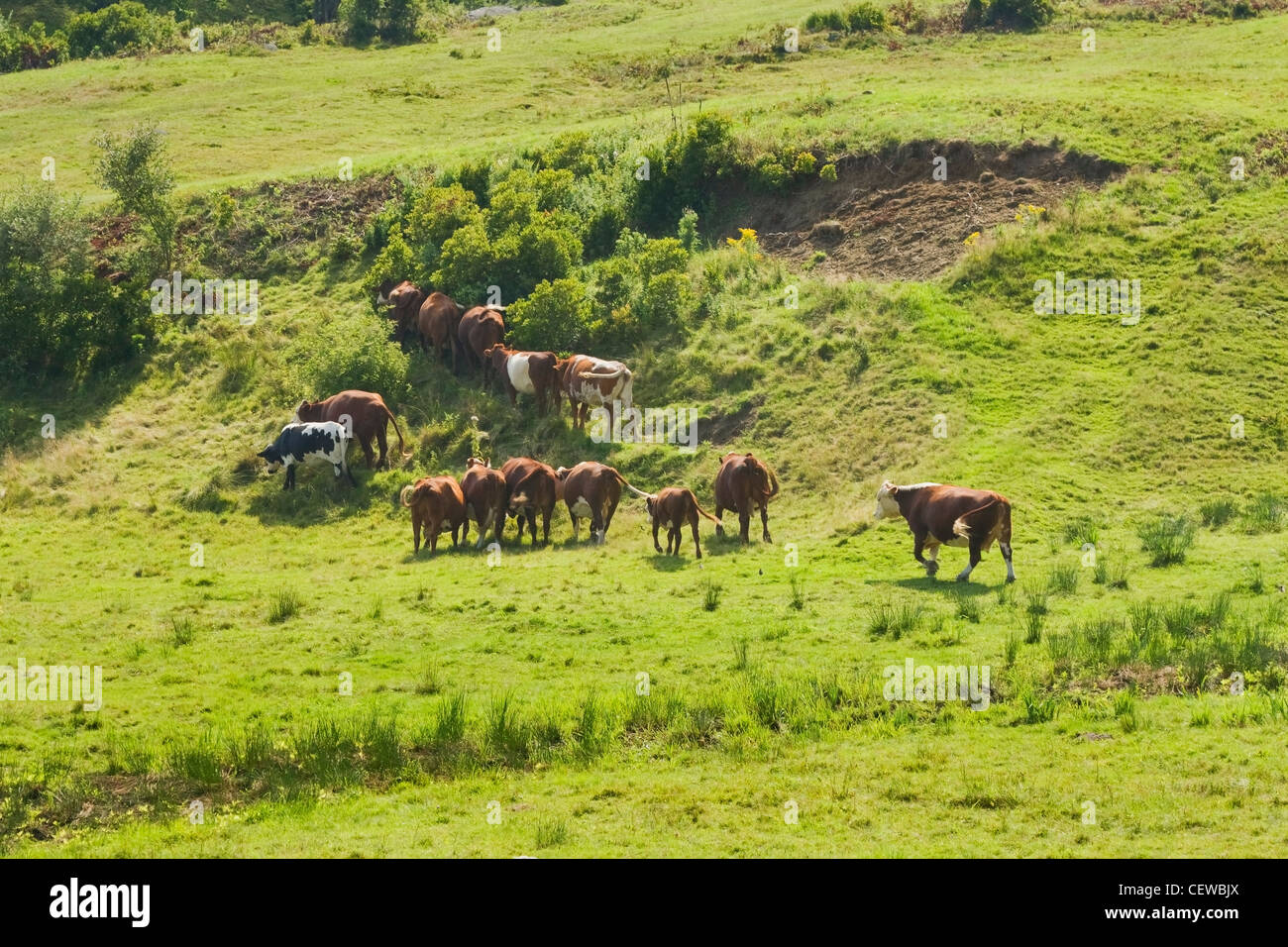 Cows grazing hill on sunny hi-res stock photography and images - Alamy