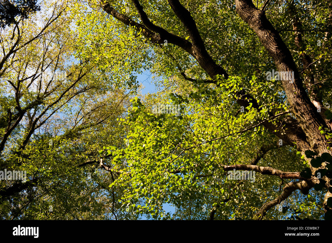 Trees in summer Stock Photo - Alamy